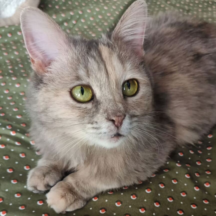 Пушистая кошечка в добрые руки