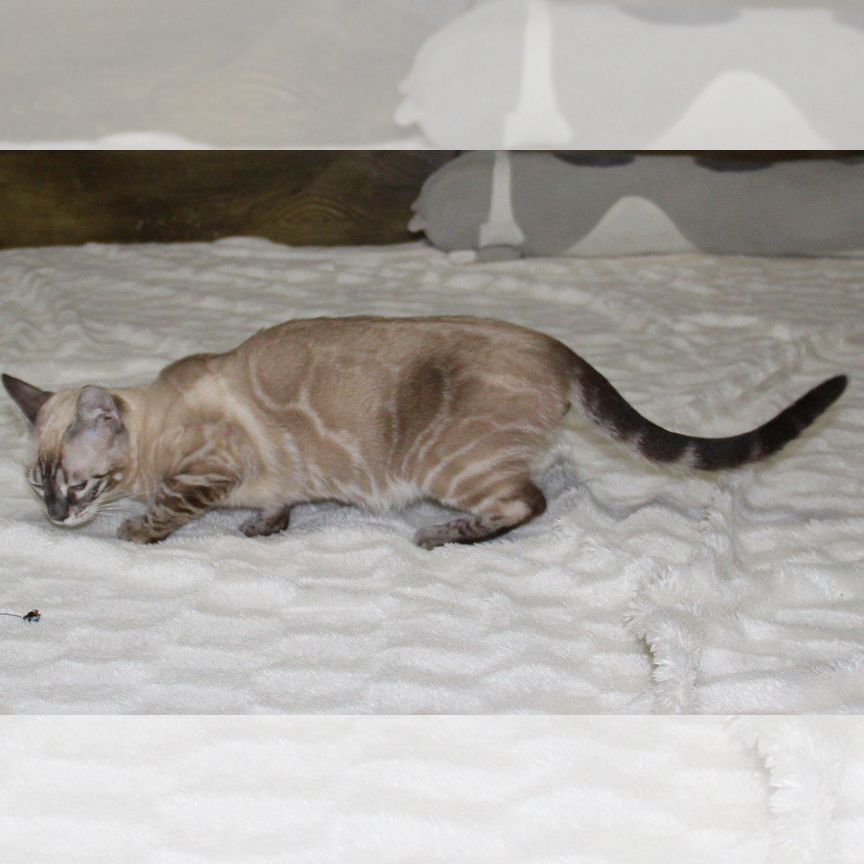 Бенгальская кошка сильвер угольный линкс