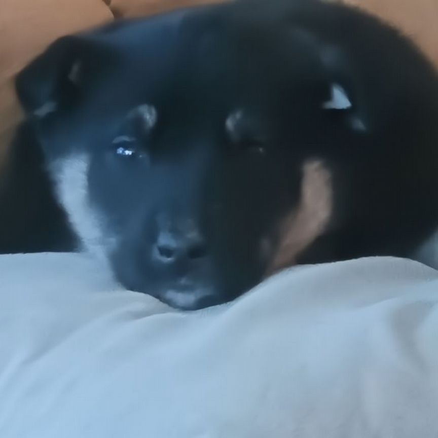 Щенок в добрые руки