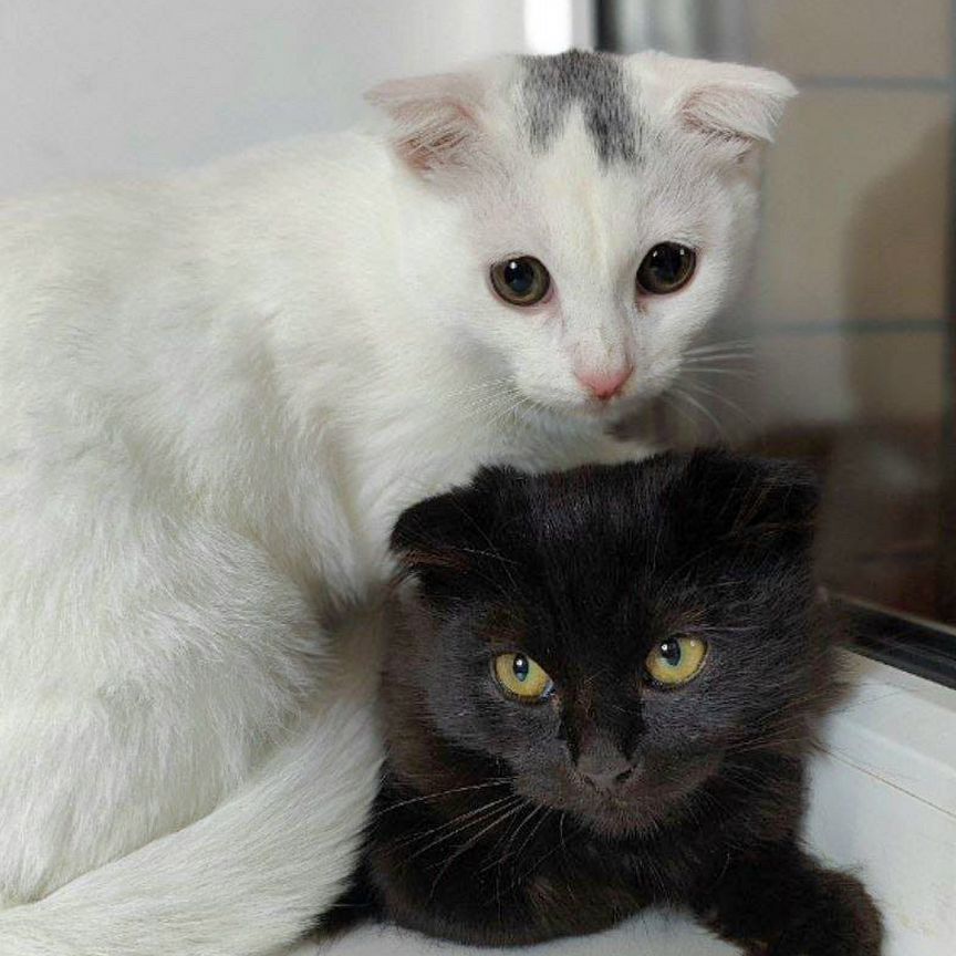 Сестры-вислоушки в дар