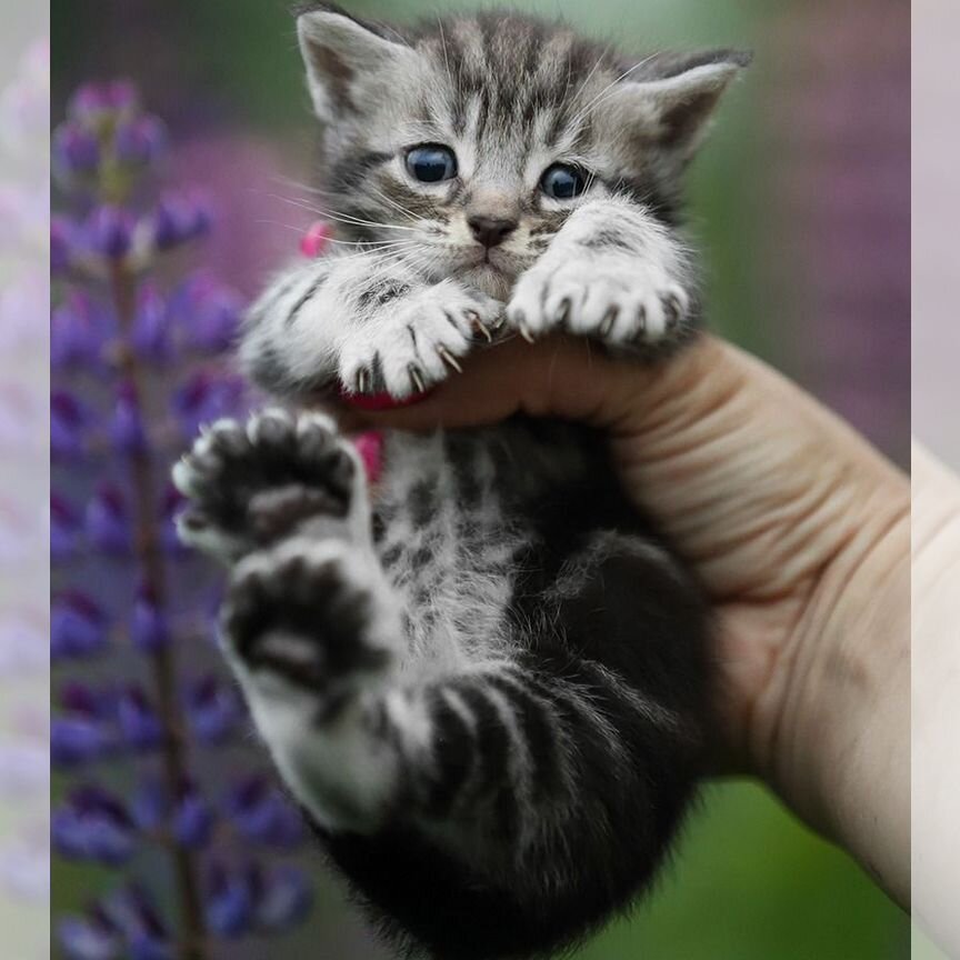 Котята
