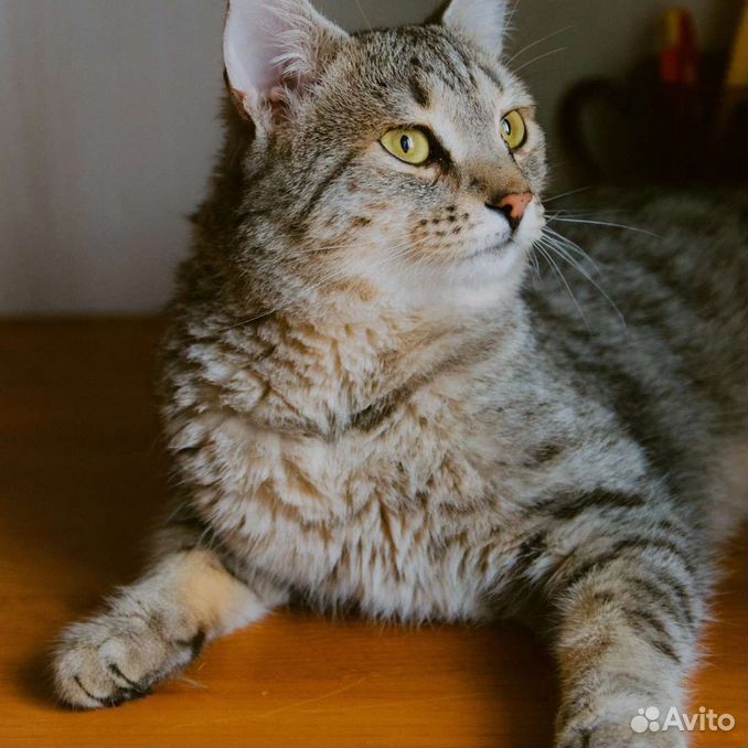 Кот Смоки