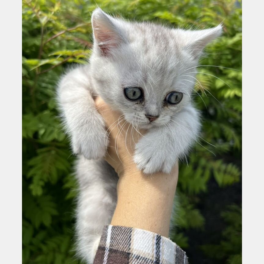 Шотландские прямоухие котята