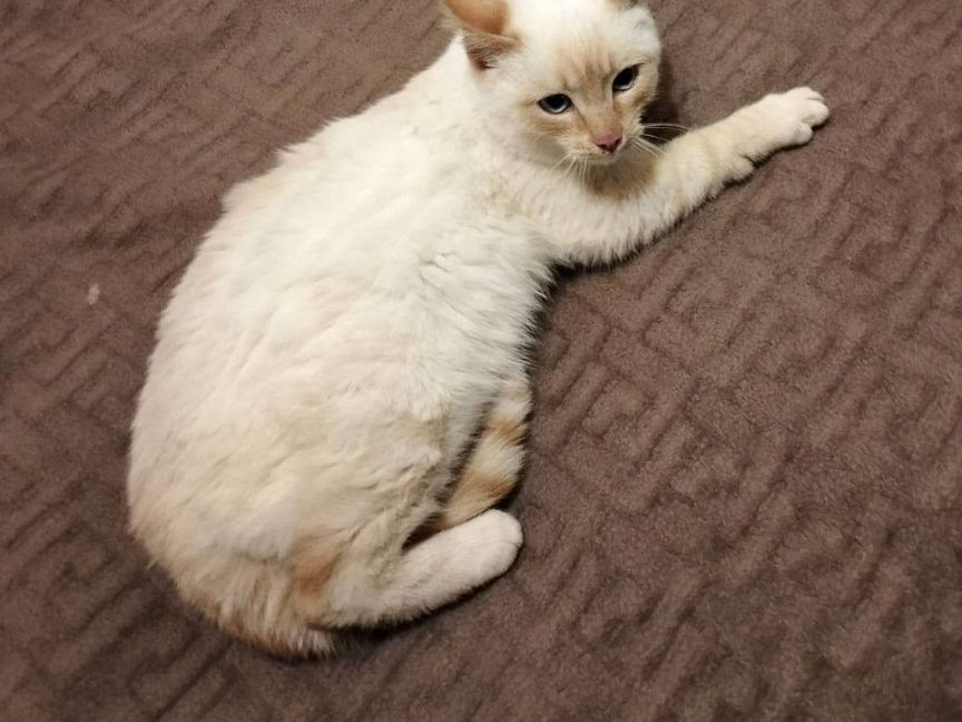 Кошечка 4-5месяцев