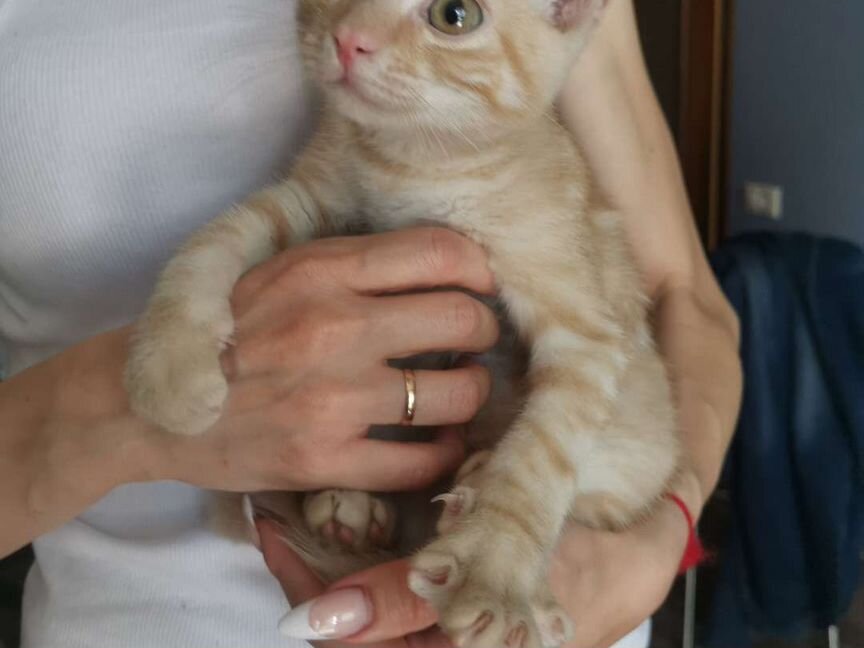 Ласковый котенок от домашней кошки в добрые руки