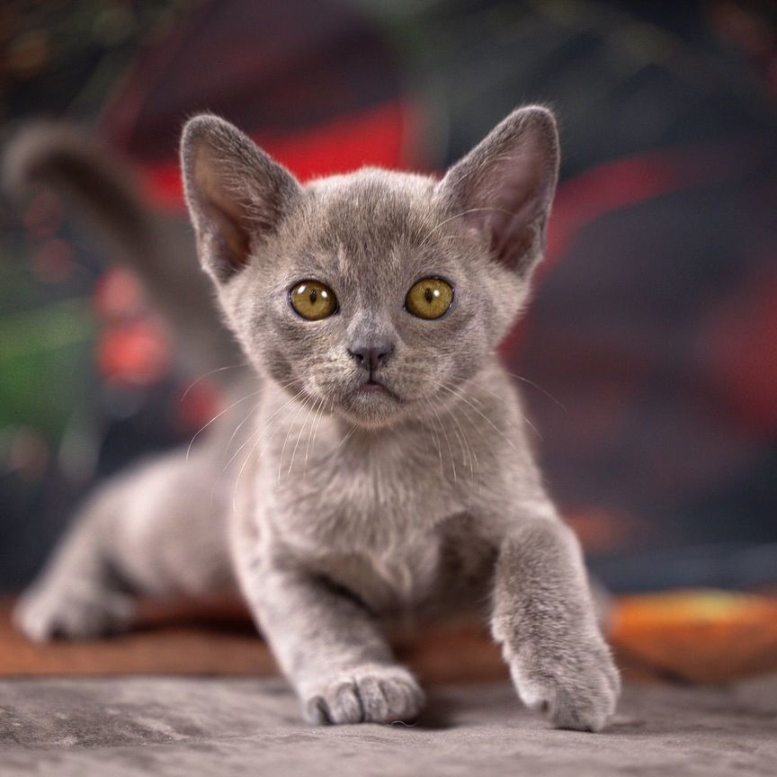 Европейский бурманский котёнок