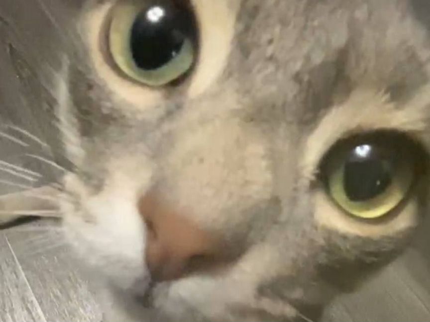 Отдаем любименького Дымочка в добрые ручки