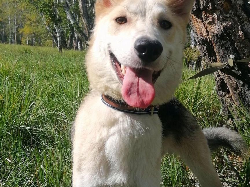 Несчастному песику нужен дом