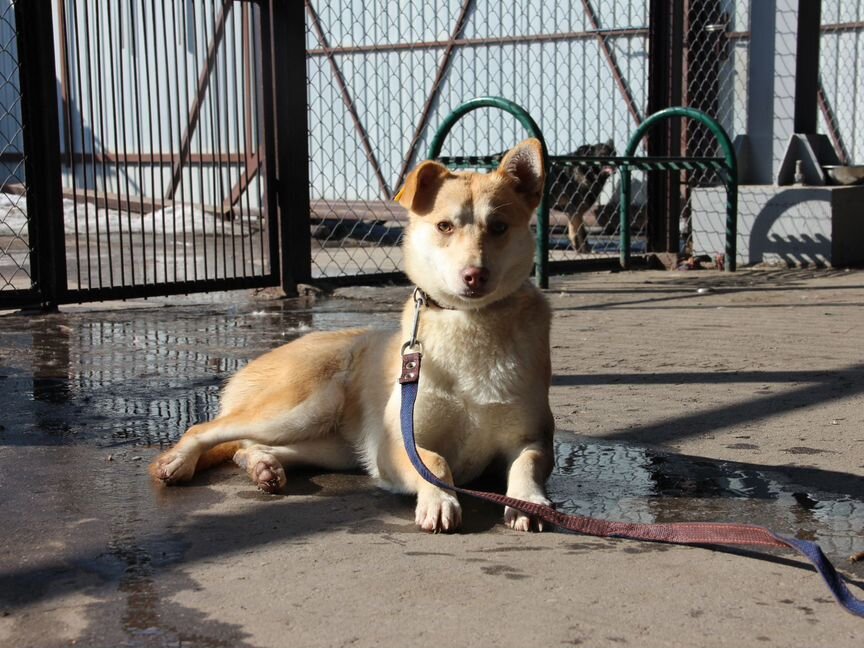 Маленькая собака в добрые руки