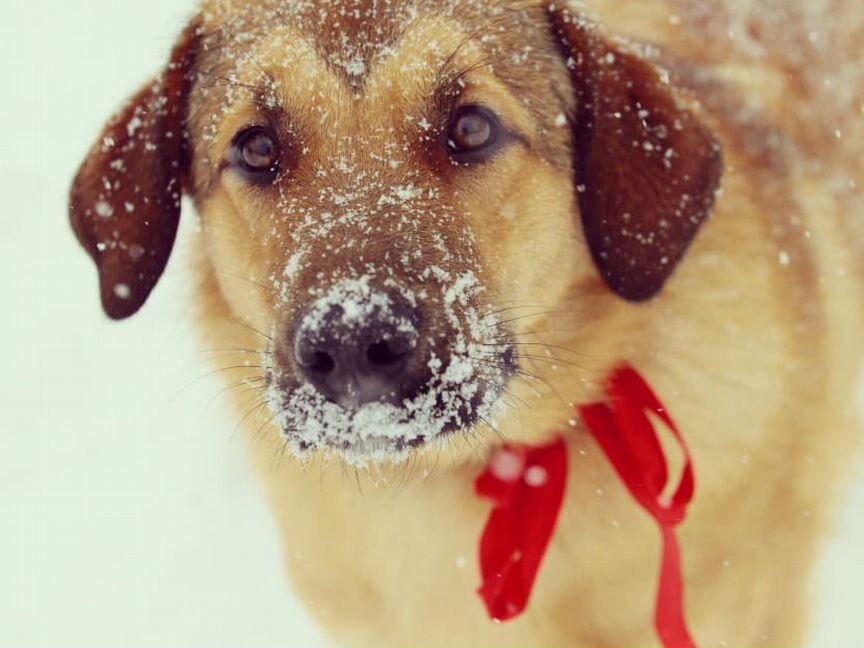 Милый Смурфик