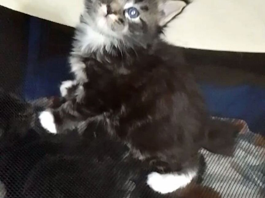 Кошка