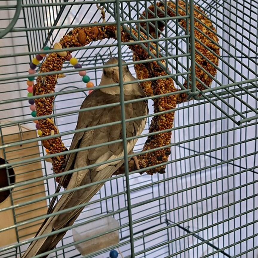 Попугаи корелла с клеткой