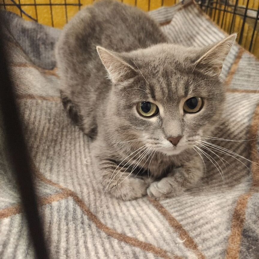 Кошечка Рыся