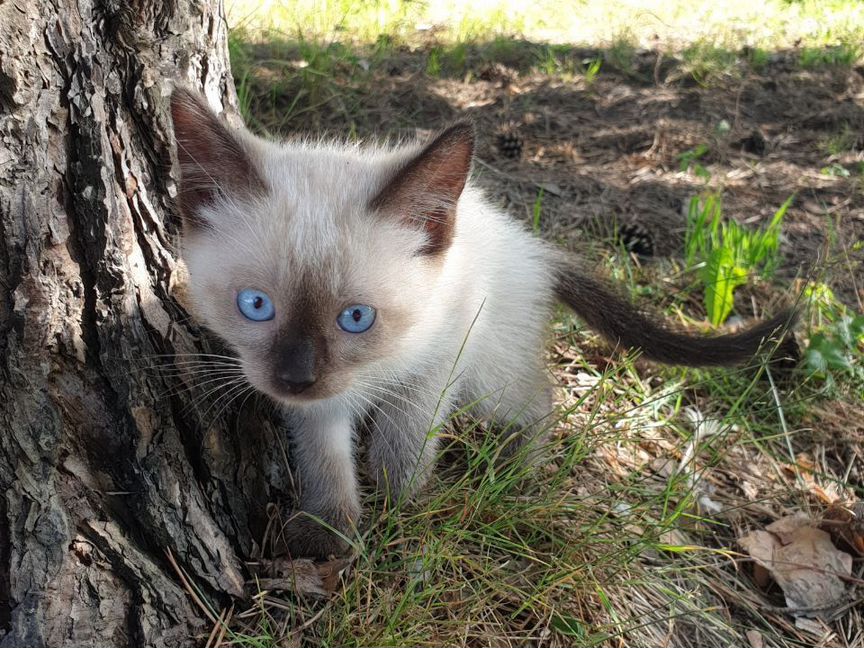 Сиамские котята ищут дом