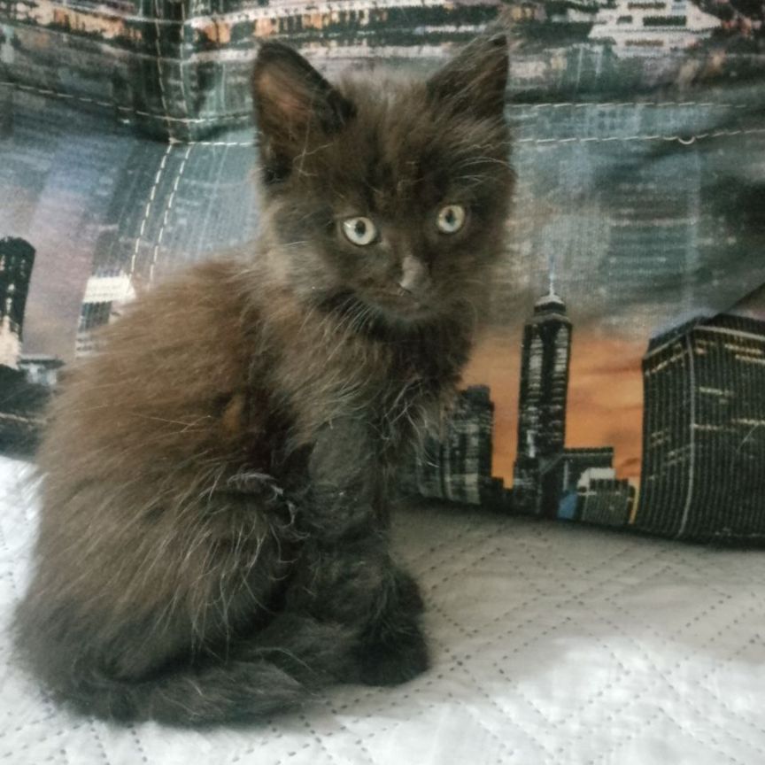 Котёнок в добрые руки