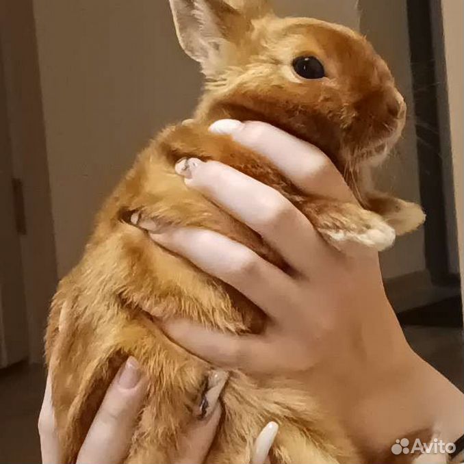 Карликовый сатиновый кролик