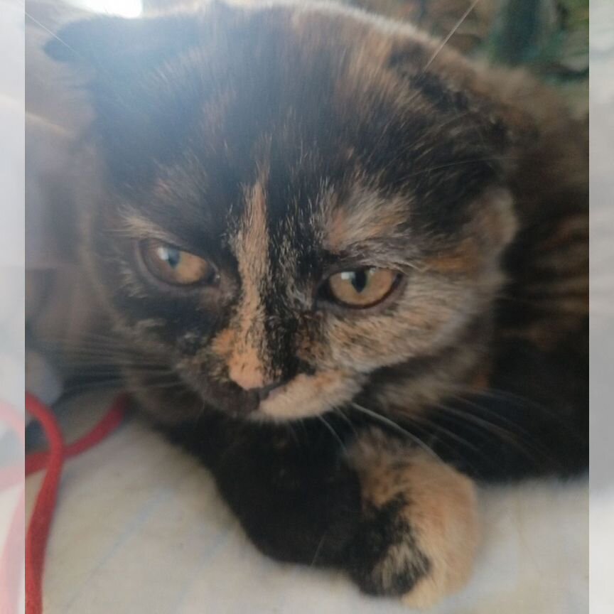 Шотландский вислоухий короткошёрстный котёнок