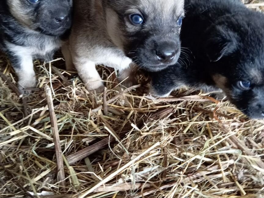 Собаки бесплатно в добрые руки щенки
