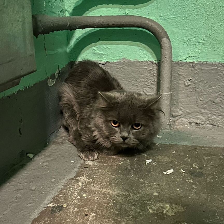 Котик живет за мусоропроводом