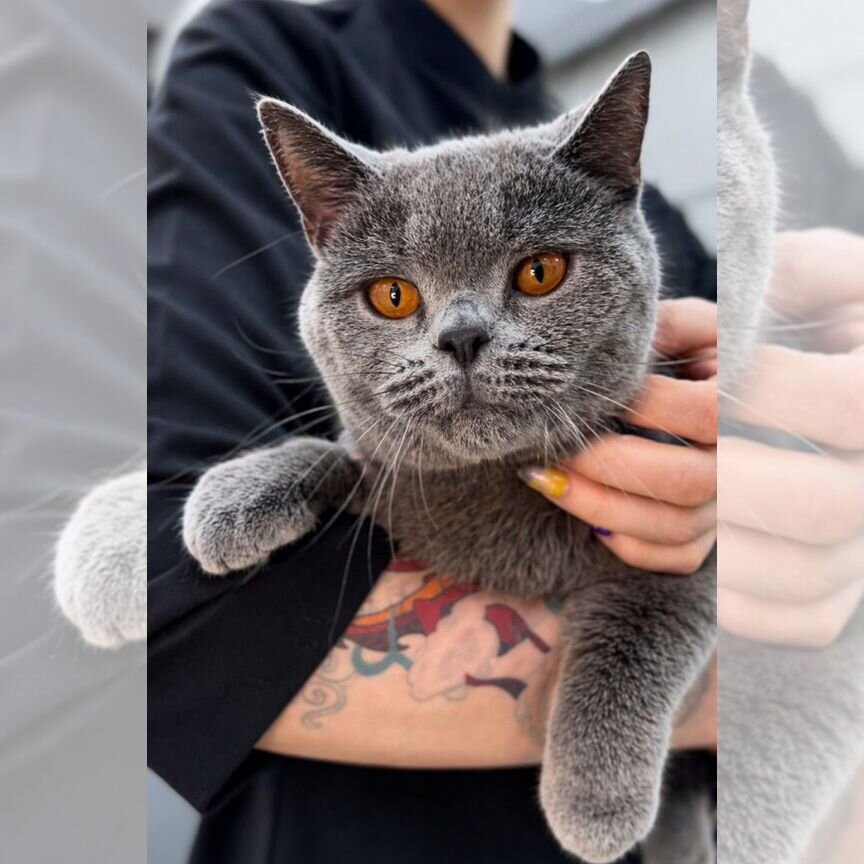 Британский короткошёрстный котёнок