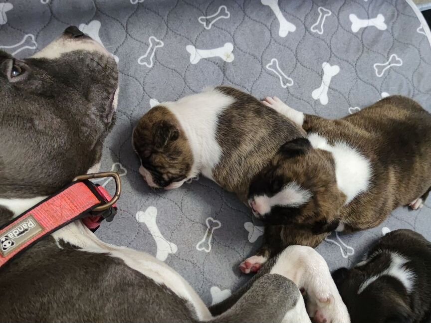 Amstaff puppies (питомник РКФ)