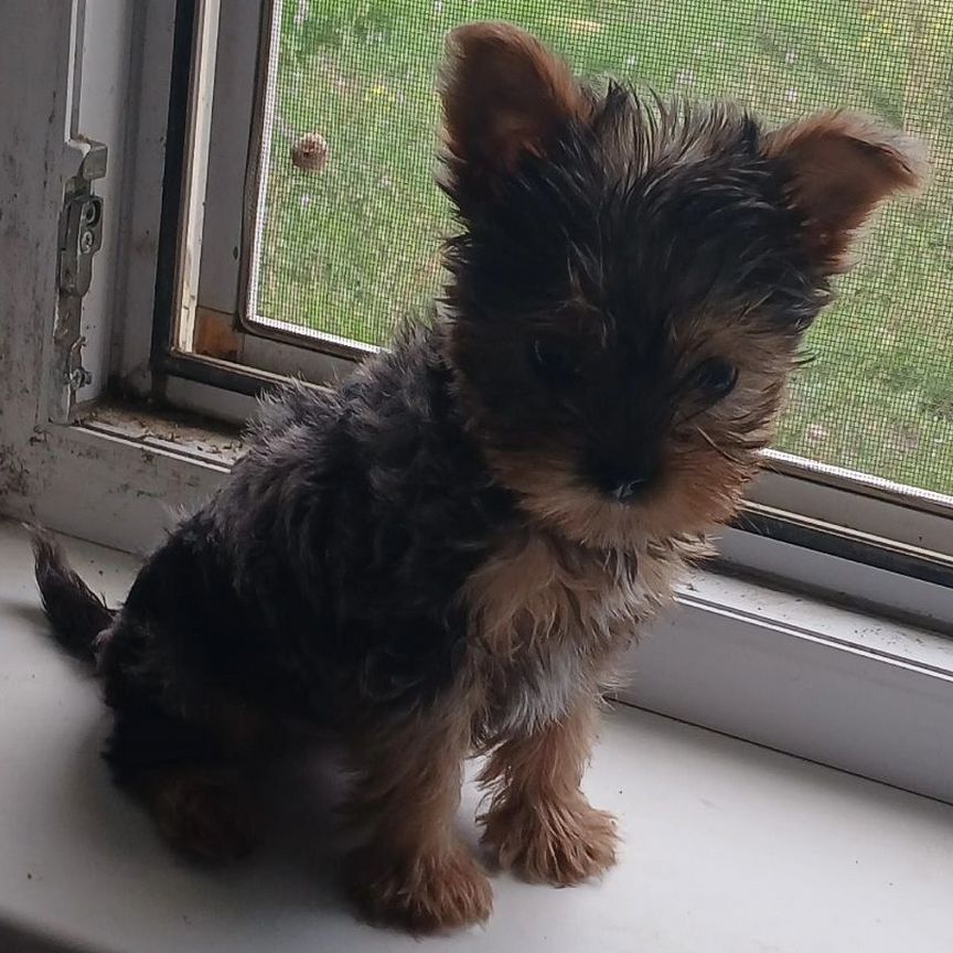 Йоркширский терьер щенки