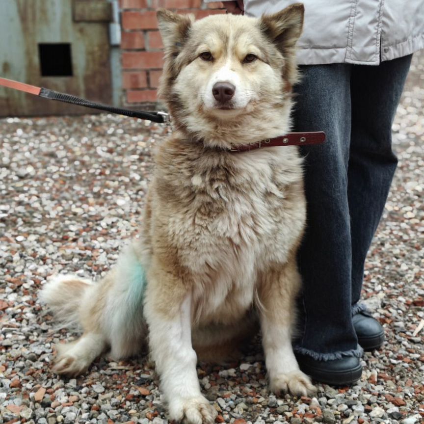 Собака в добрые руки