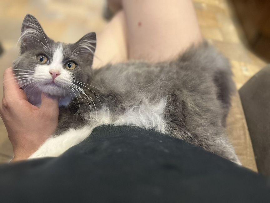 Котенок