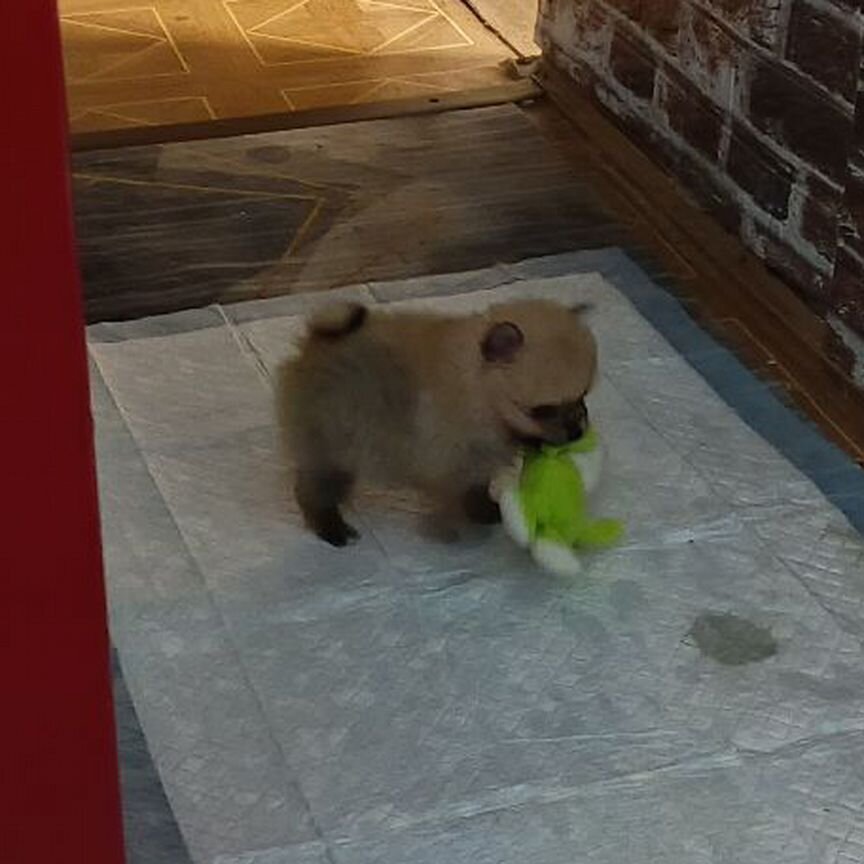 Померанский шпиц, щенок