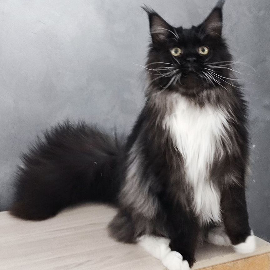 Роскошный котенок Мейн кун