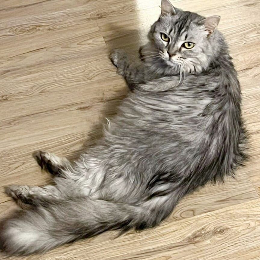 Взрослая кошка осталась одна, ищем ей дом