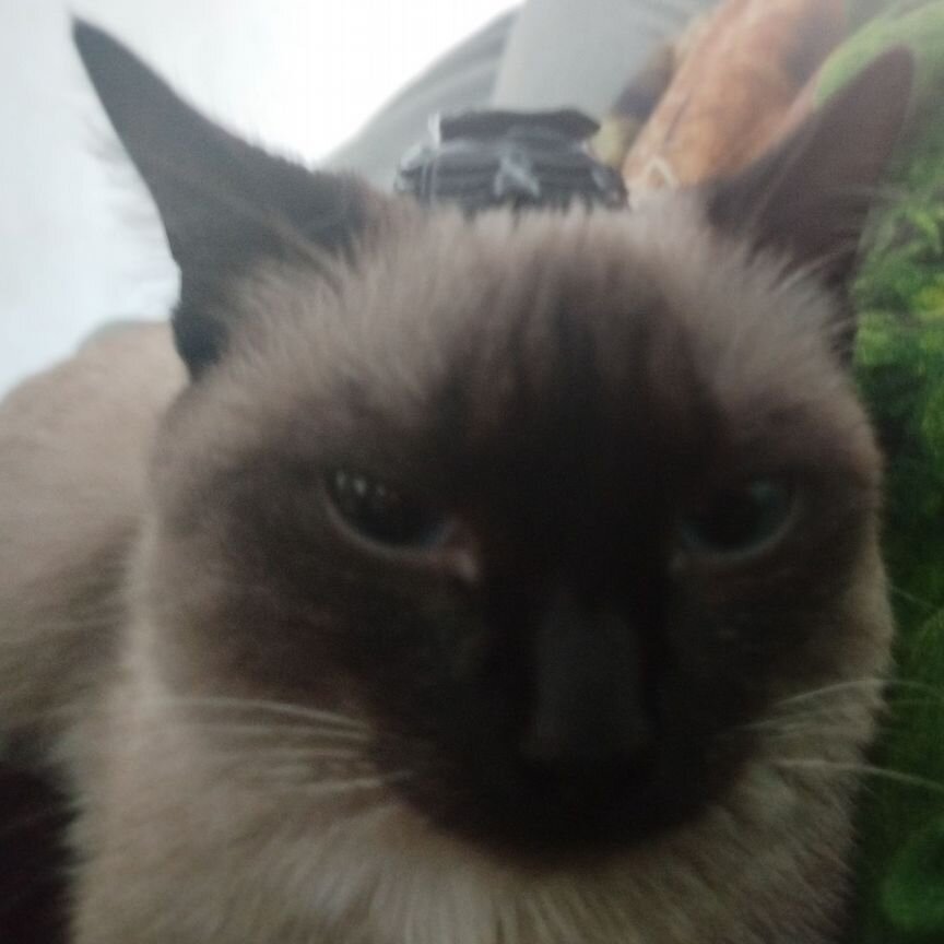 Тайский сиамский кот
