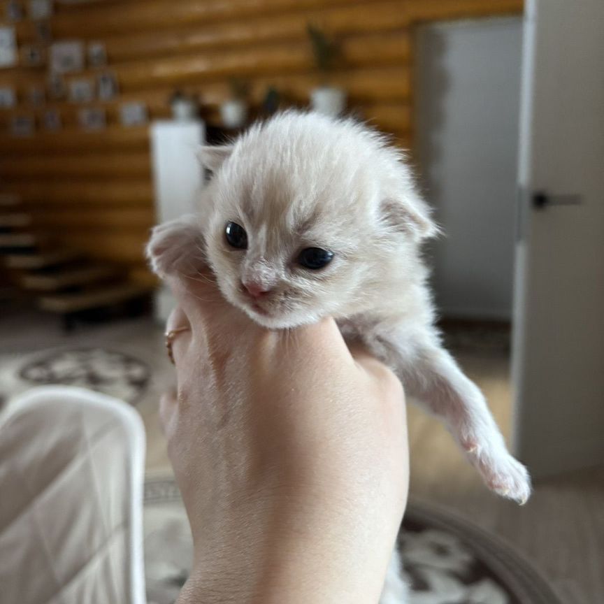 Рыжий котенок девочка