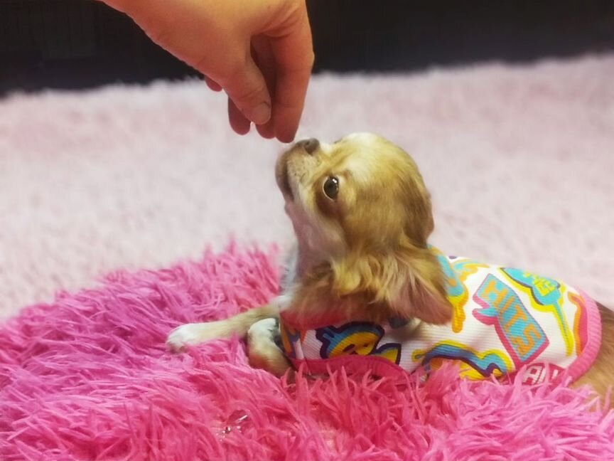 Чихуахуа мини мини девочка