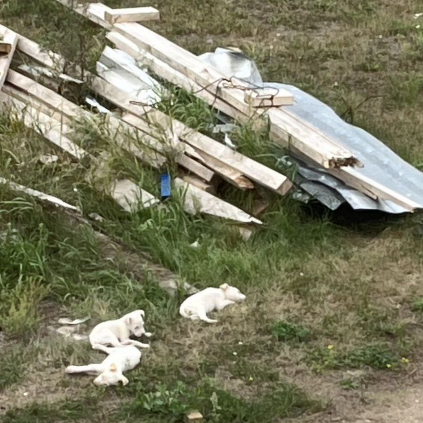 Щенок в добрые руки