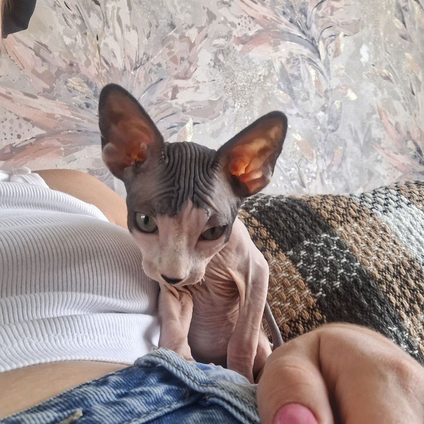 Канадский сфинкс котенок