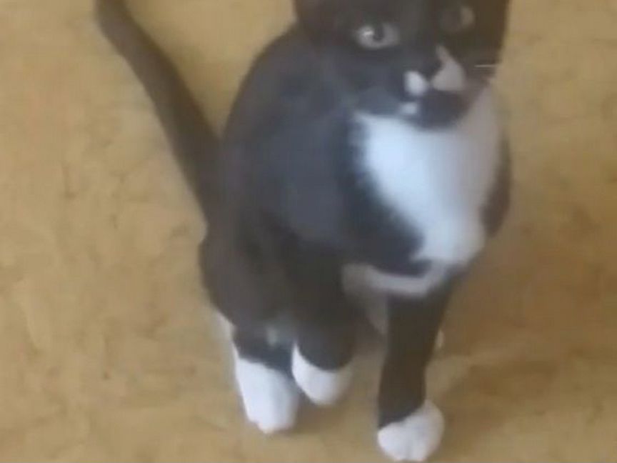 Котенок метис корниш рекс