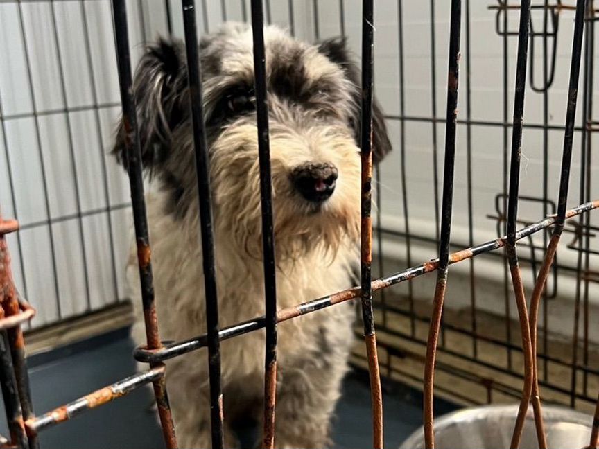 Небольшой песик попал в отлов. Нужен дом