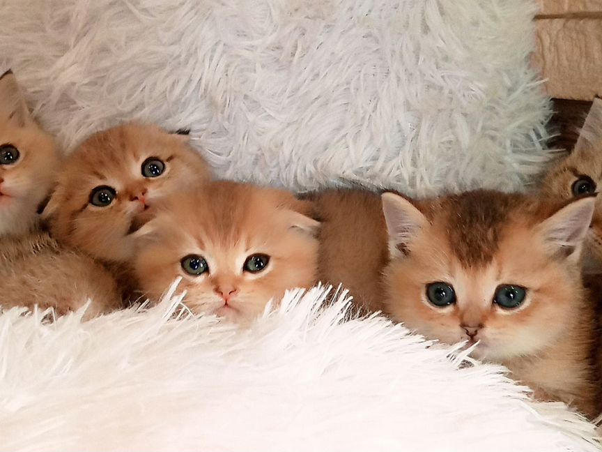 Золотые Шотландские малыши