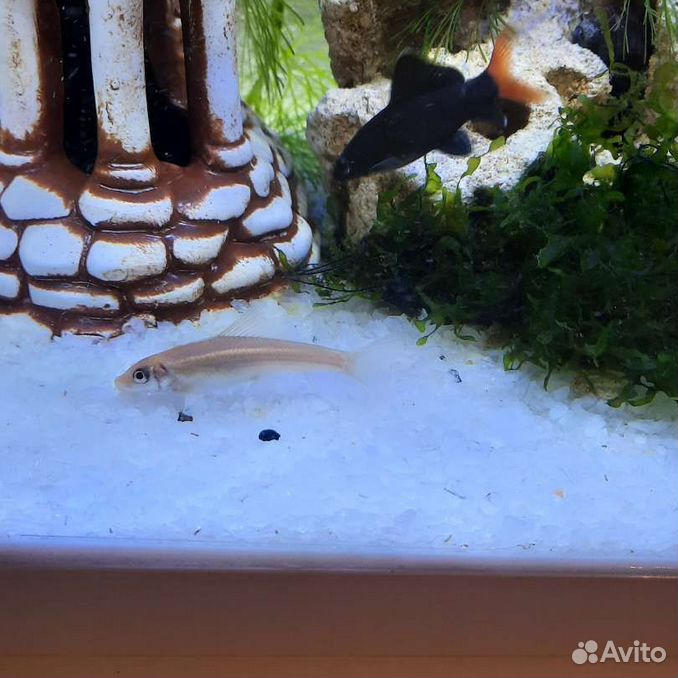 Бесплатно сом-лисичка и лабео