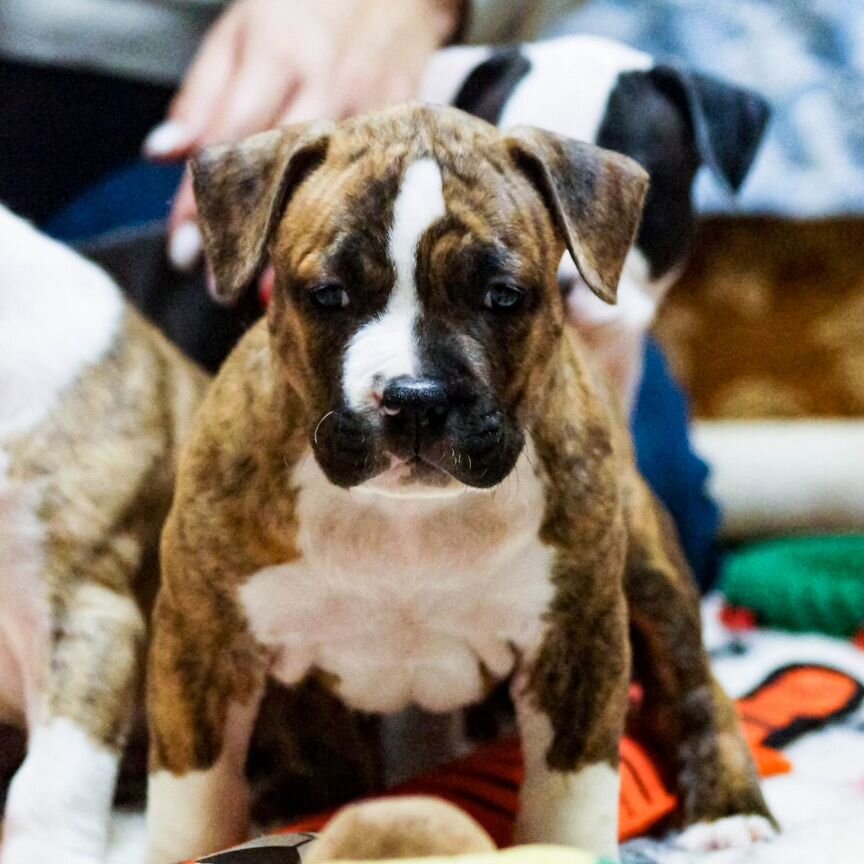 Американский стаффордширский терьер, щенок