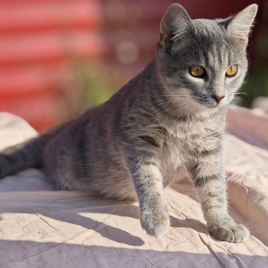 Взрослая, Девочка кошка в добрые руки