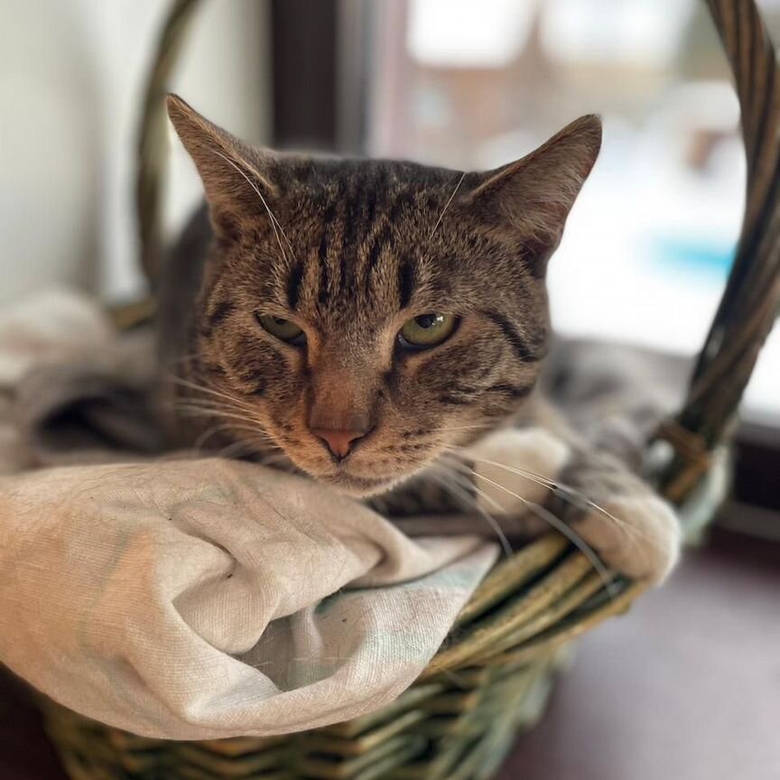 Кот с прищуром Рокки в дар