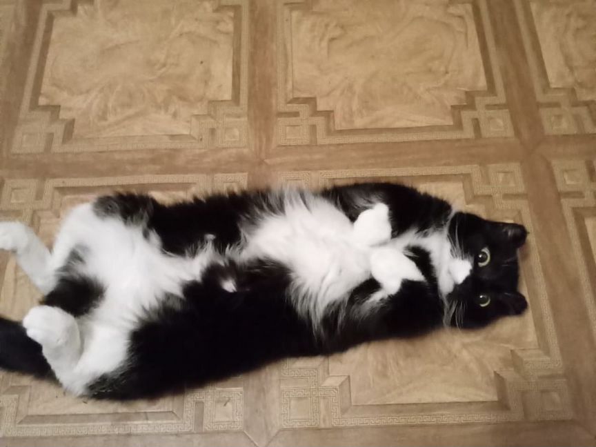 Котики бесплатно в добрые руки