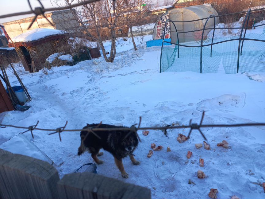 Собака сторож