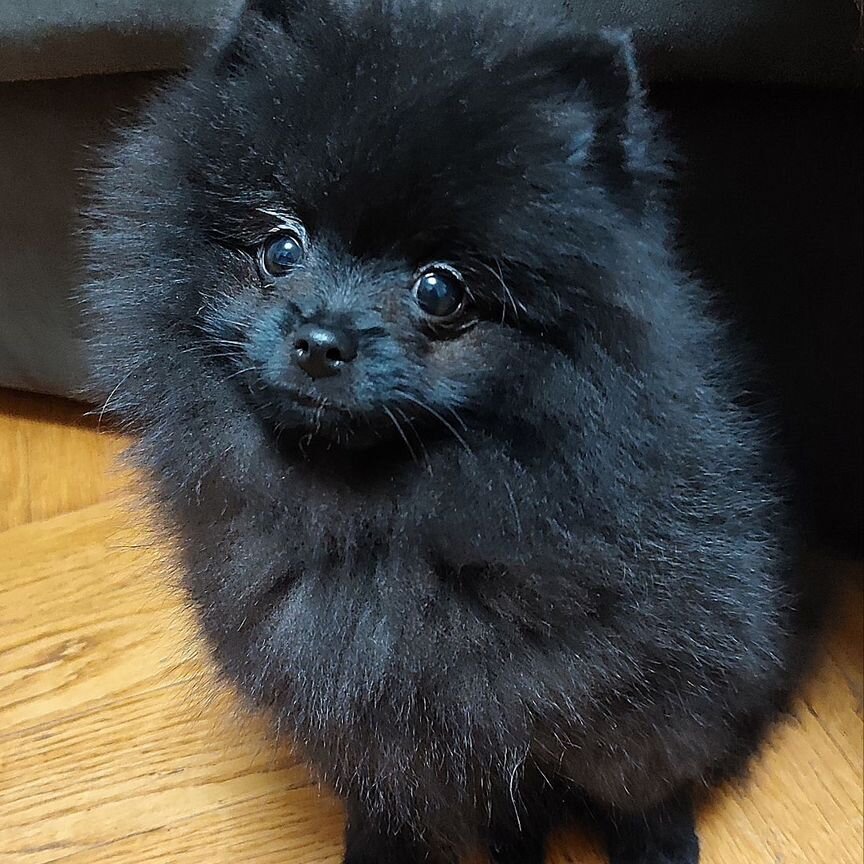 Немецкий шпиц, щенок