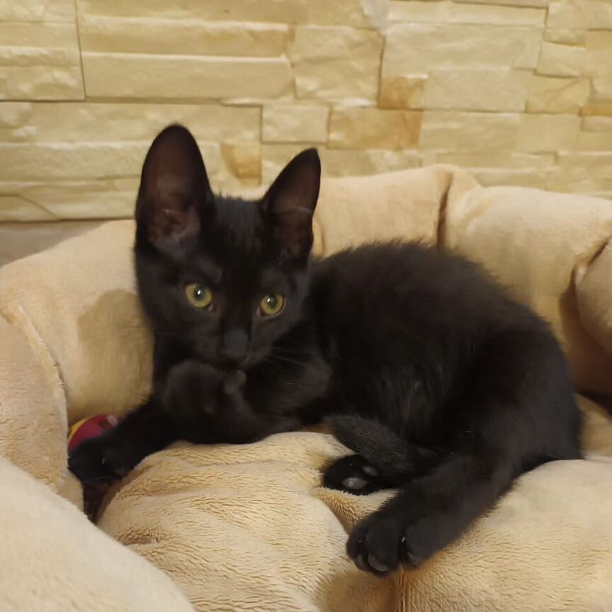 Черная котенок девочка в добрые руки