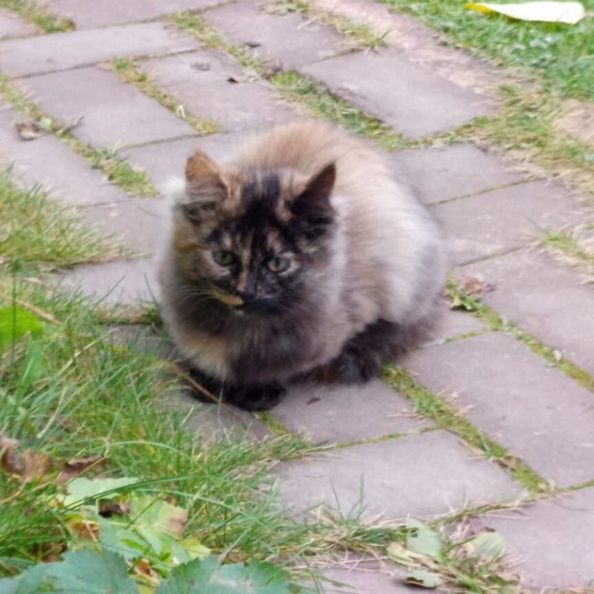 Котята в добрые руки бесплатно