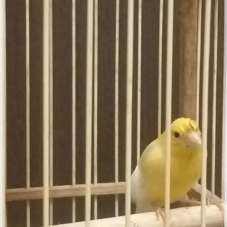 Кенарь поющий