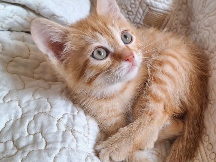 Котëнок (мальчик)